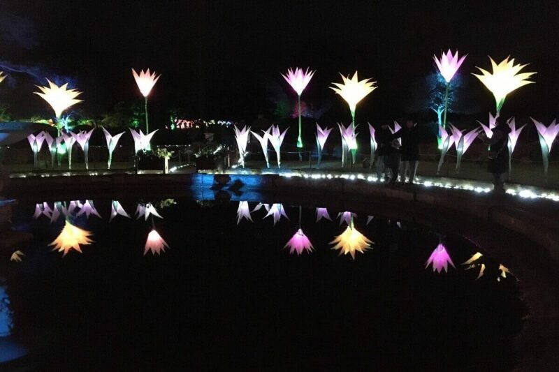 Belton House Winter Lights Experience ~ Architectural Paving & Stone